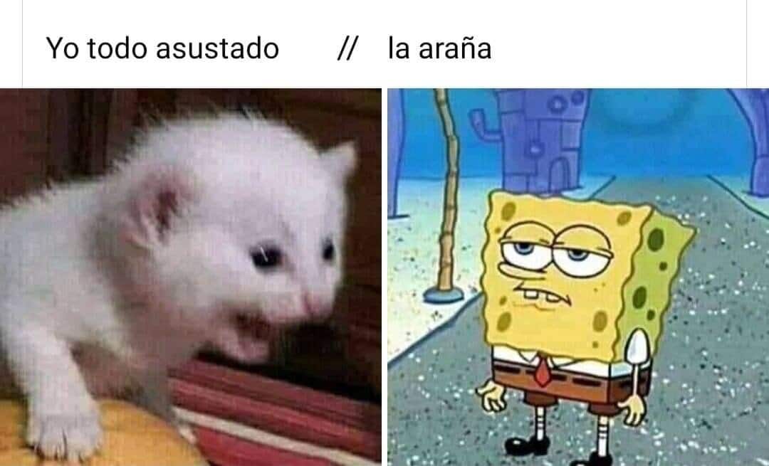 Gato Asustado Meme