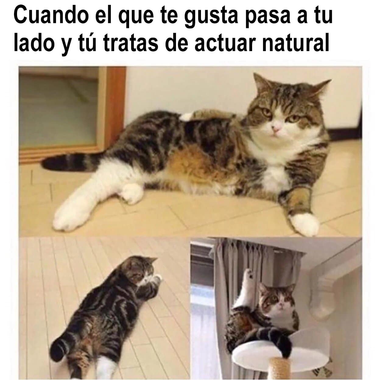 Los mejores memes de gatos - La Noticia