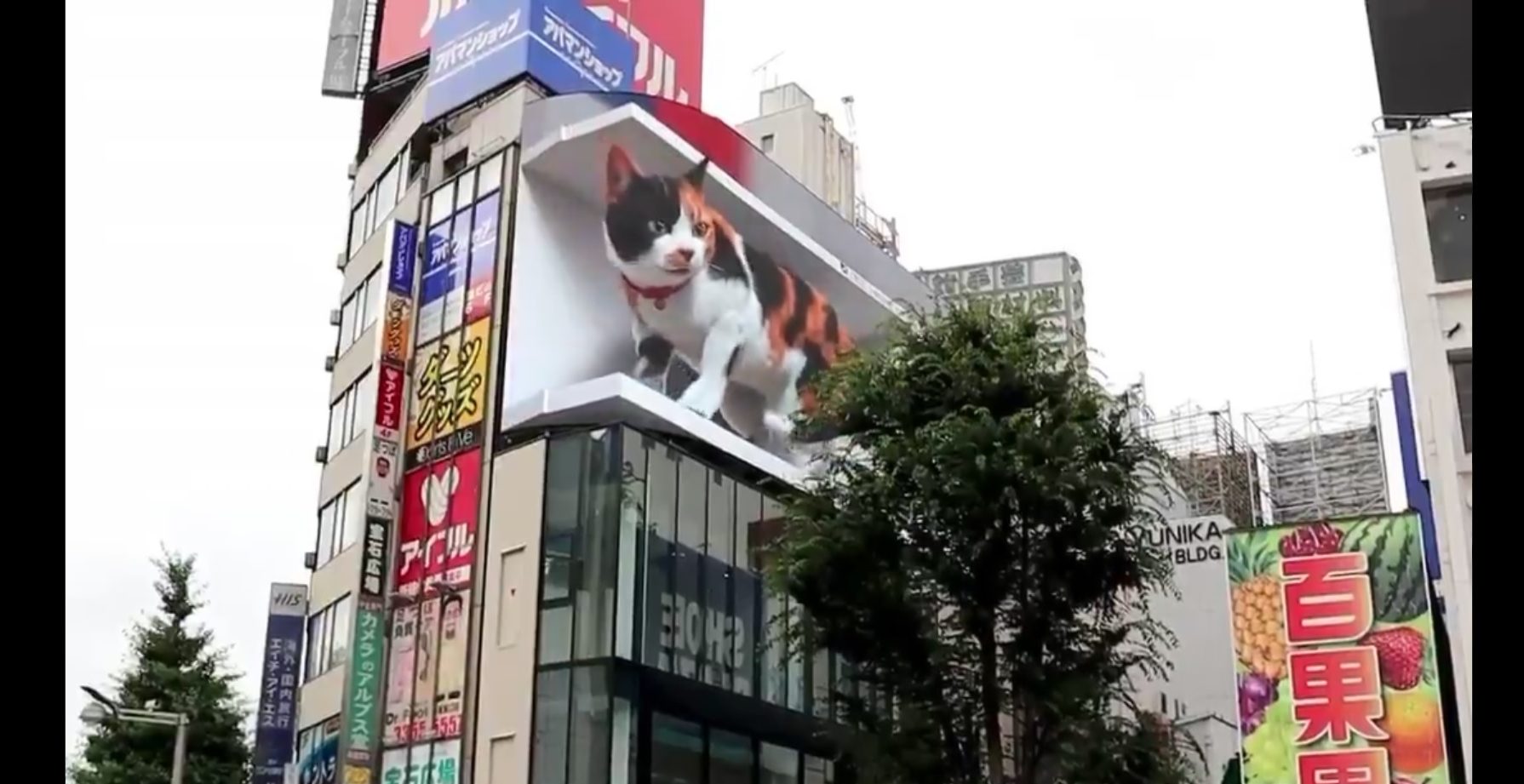 Gato gigante de Tokio se hace viral y sorprende a los peatones - La Noticia