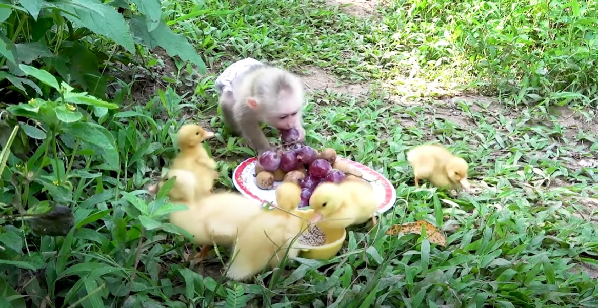 Tierno mono se hace viral por su amistad con patos - La Noticia