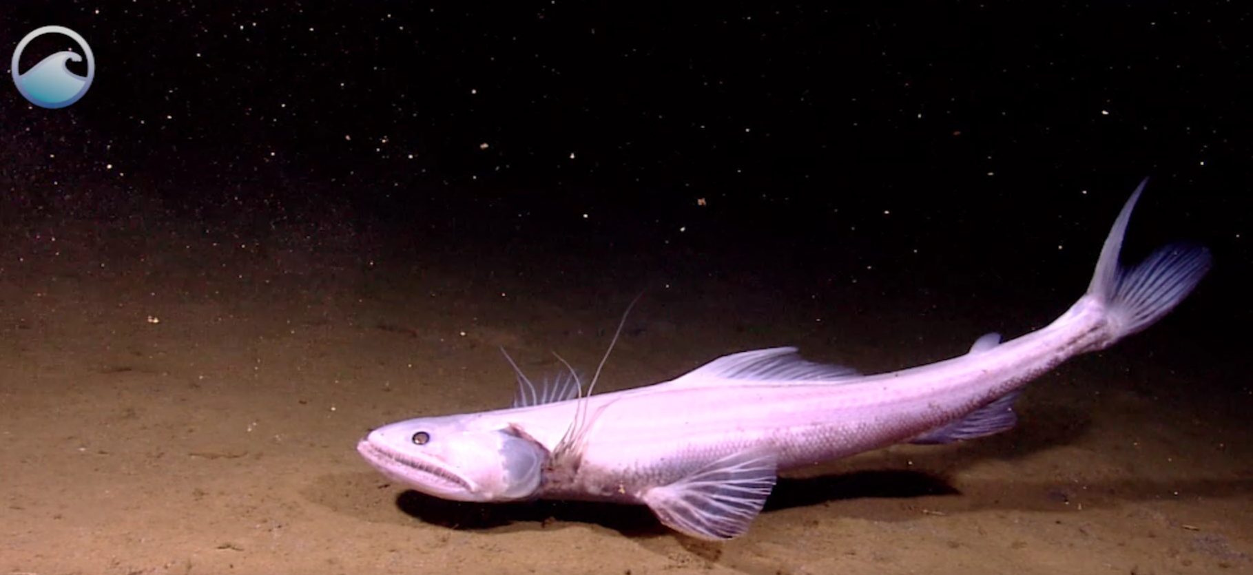 Informan de "aterrador" pez que tiene colmillos hasta en la lengua: VIDEO