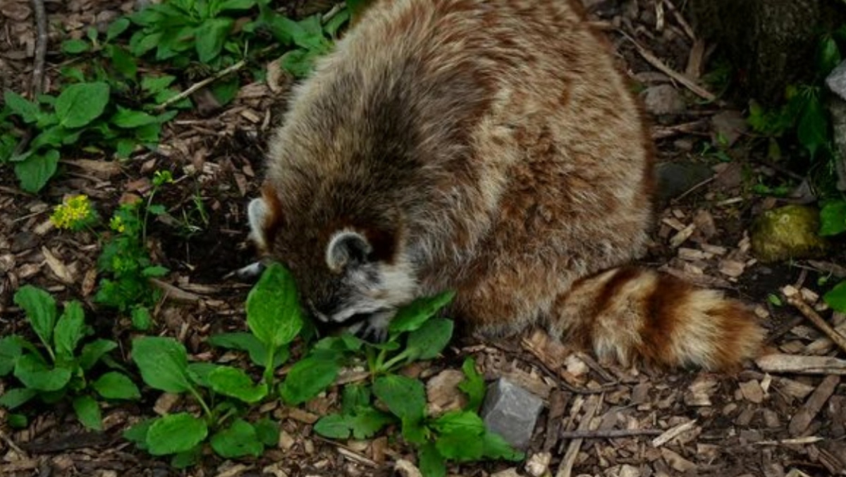 mapache rabioso archivos - La Noticia