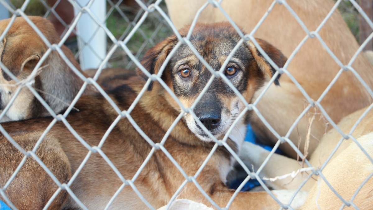 Madre acusa a perro de violar a su hija para salvar al padrastro - La ...