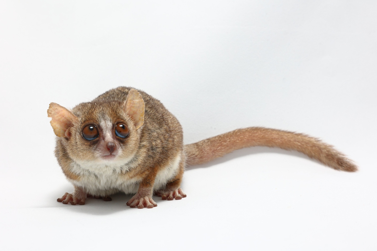 ¡3 tiernos lémures ratón llegaron al Zoológico de Carolina del Norte ...