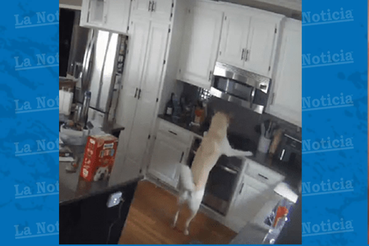 Perro ocasiona incendio - La Noticia