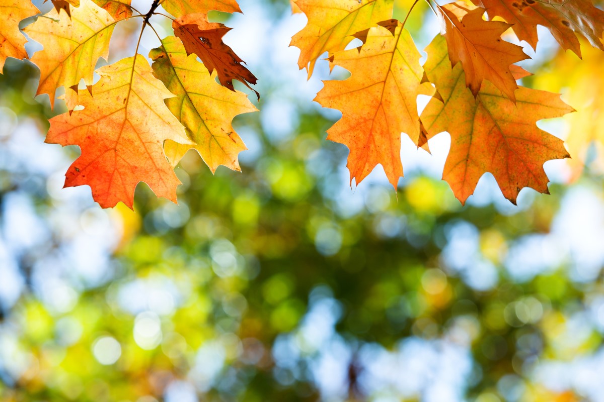 Asheville: ¿Cuándo es el ‘pico’ del cambio de hojas en las Montañas?