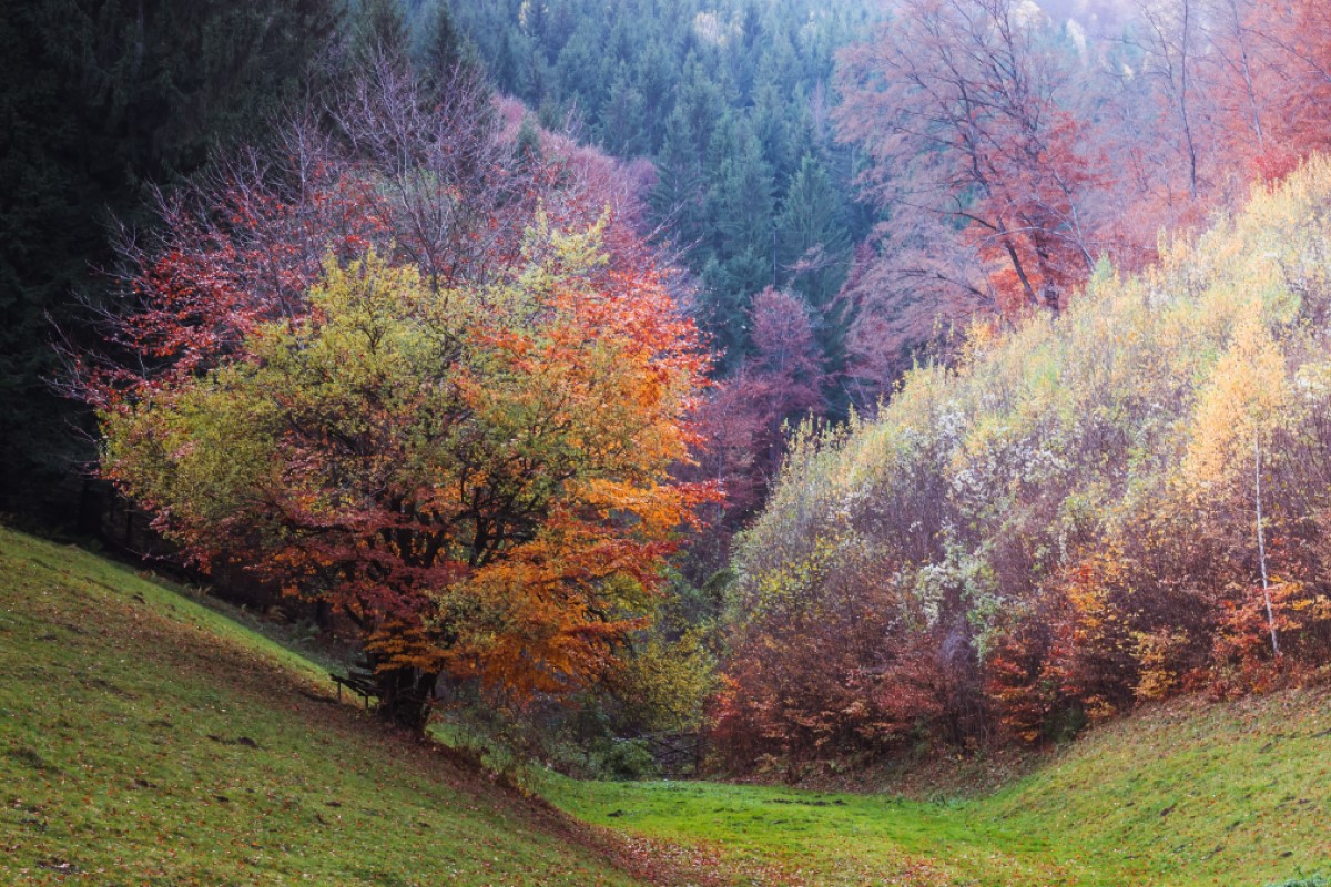 Carolina del Norte: Mejores miradores para ver los cambios de hojas