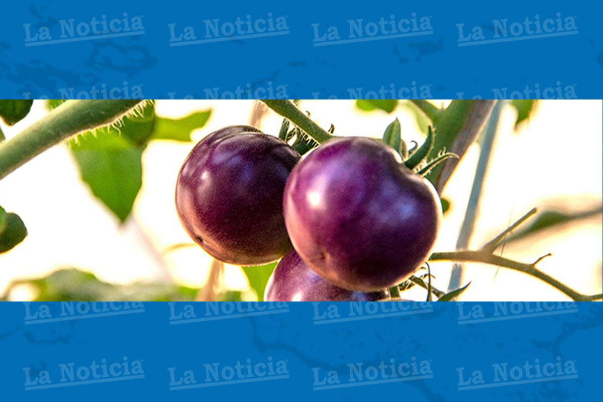 Tomate Morado Modificado Genéticamente Llegaría A Supermercados La