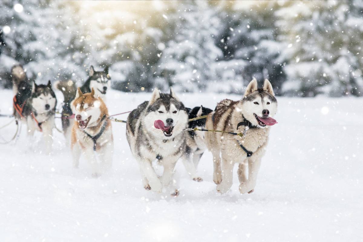 Perros en la nieve: cómo cuidar a tus mascotas del frío