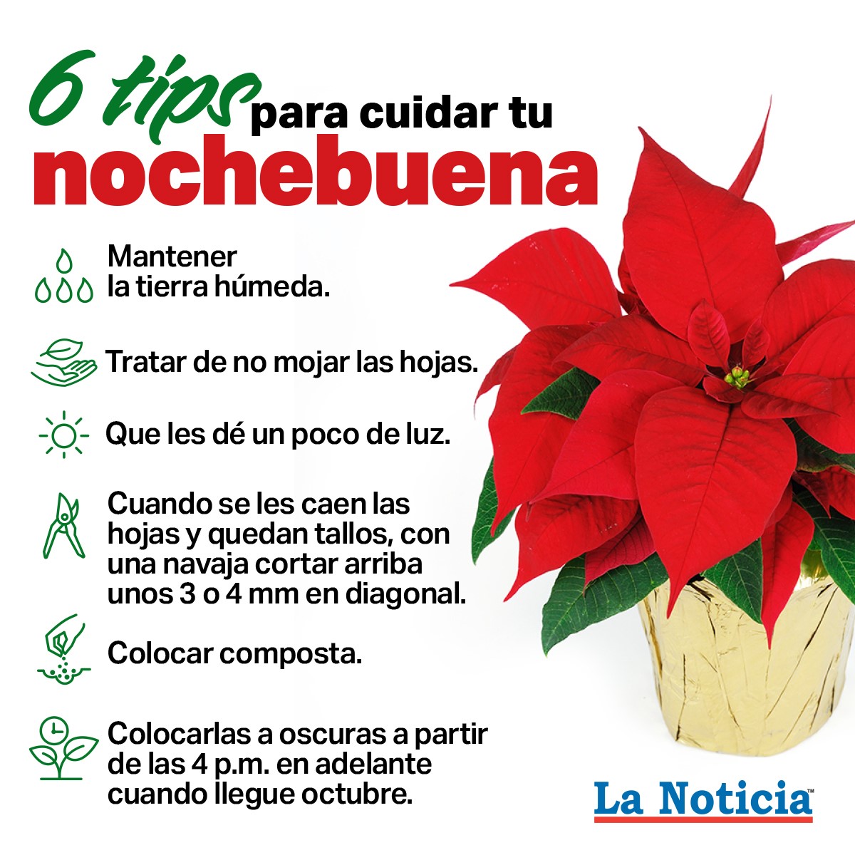 Flor de Nochebuena: ¿Tips para cuidar tu planta y que florezca?