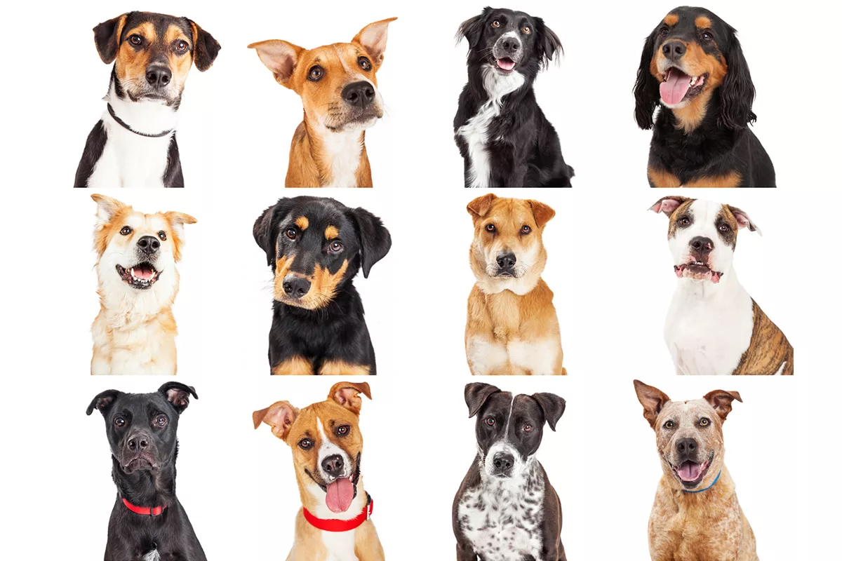 Estas son las razas de los perros más populares de Estados Unidos