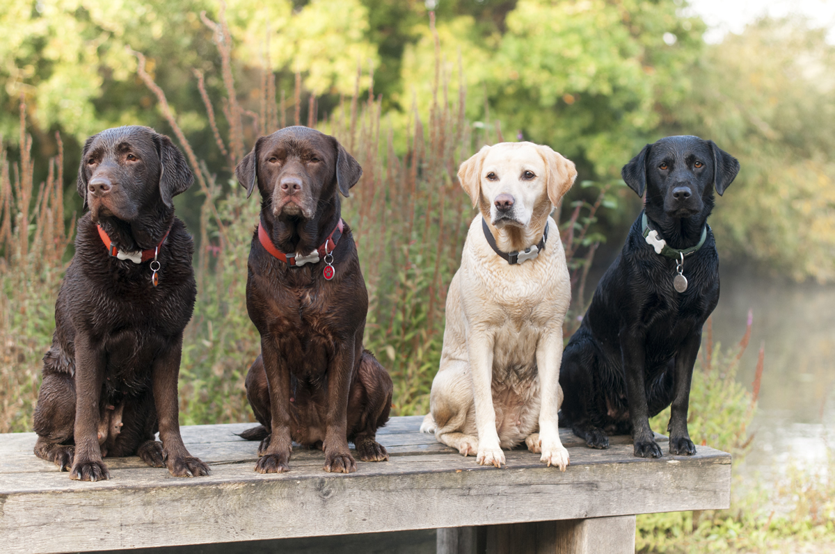 Estas son las razas de los perros más populares de Estados Unidos