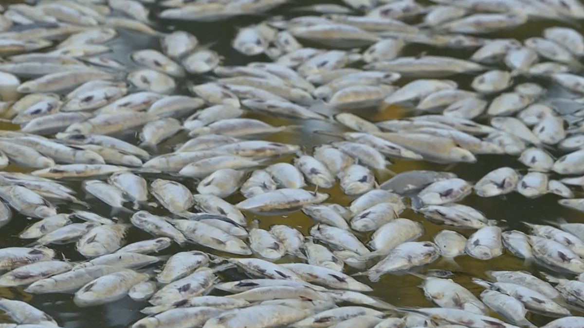 Encuentran millones de peces muertos en un río, ¿cuál es la razón? - La ...