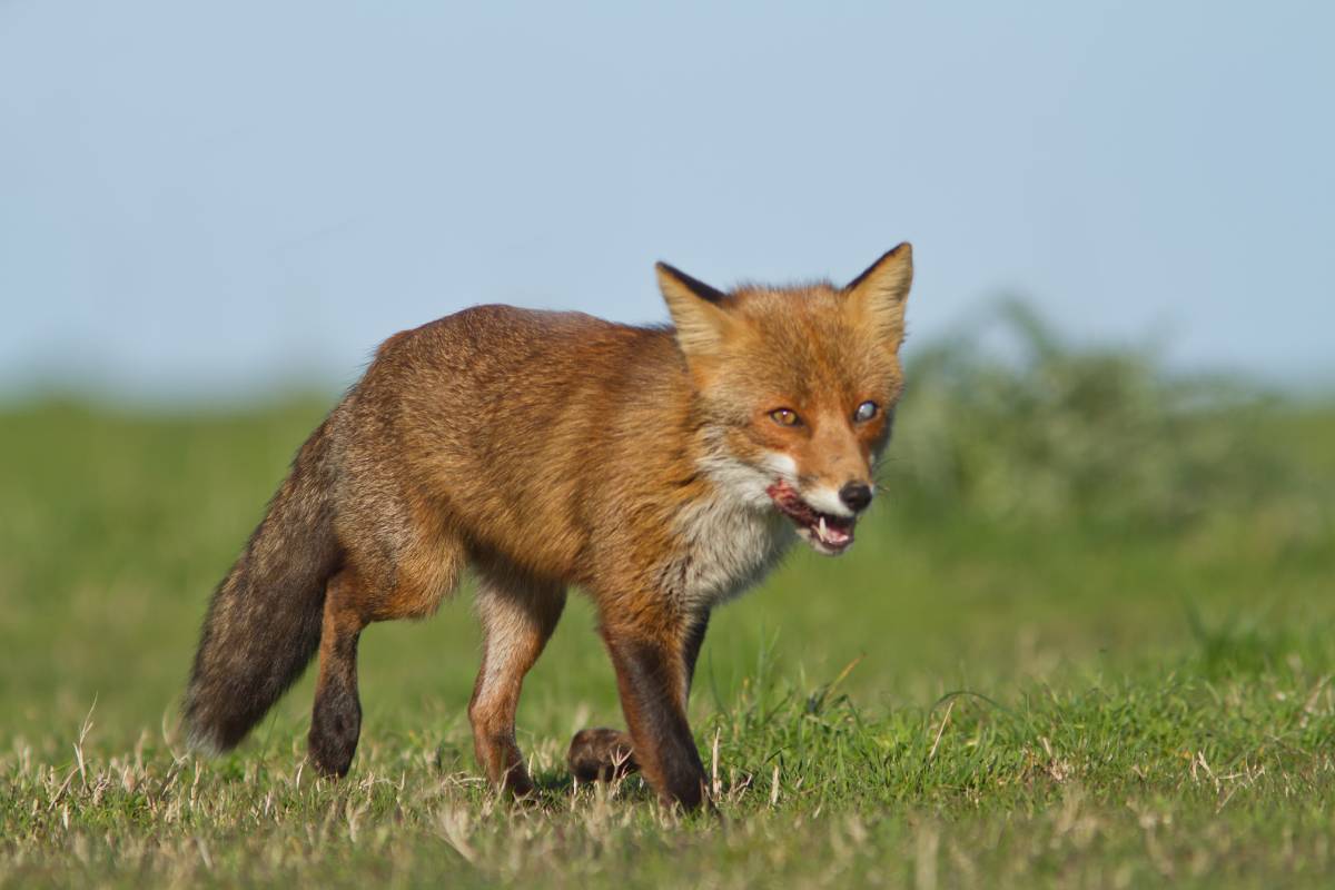 Maestros de Henderson tendrán acceso a sistema de alerta de emergencias ...