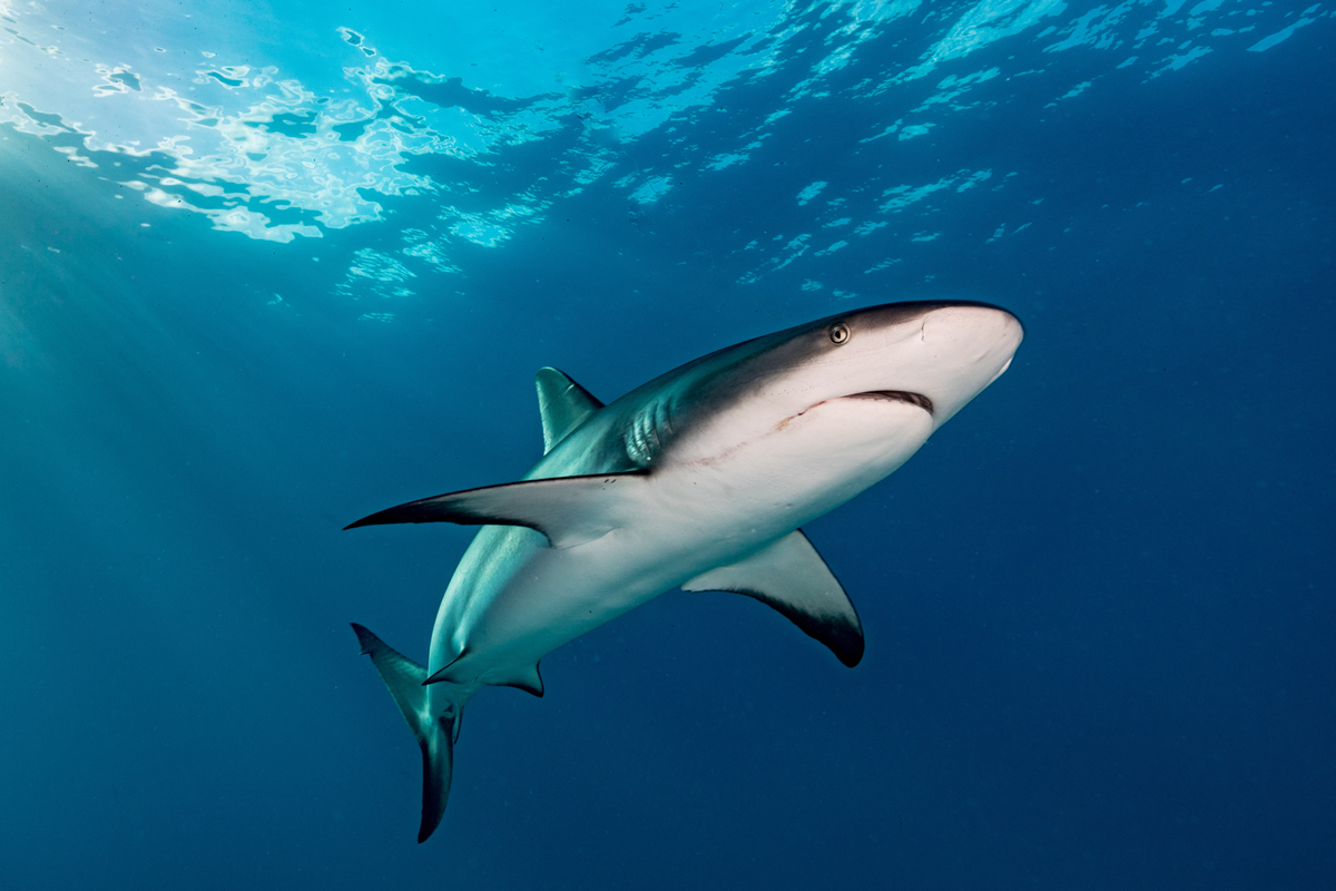 VIDEO: Tiburón en Carolina del Sur se da un festín con banco de peces ...