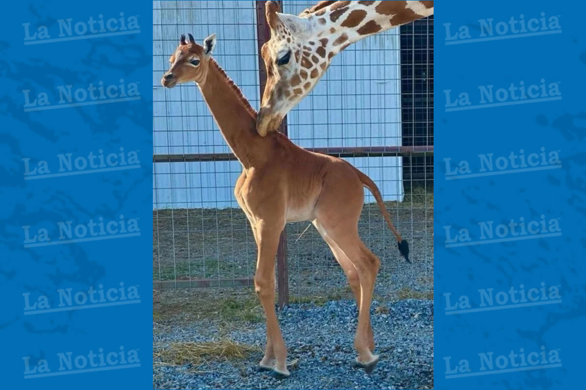 ¿Una jirafa sin manchas? Este zoológico le da la bienvenida y buscan nombre - La Noticia
