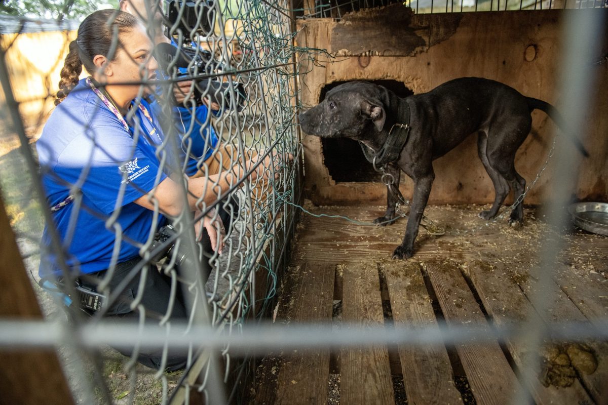 14 perros rescatados de aparentes peleas de perros y crueldad animal en ...