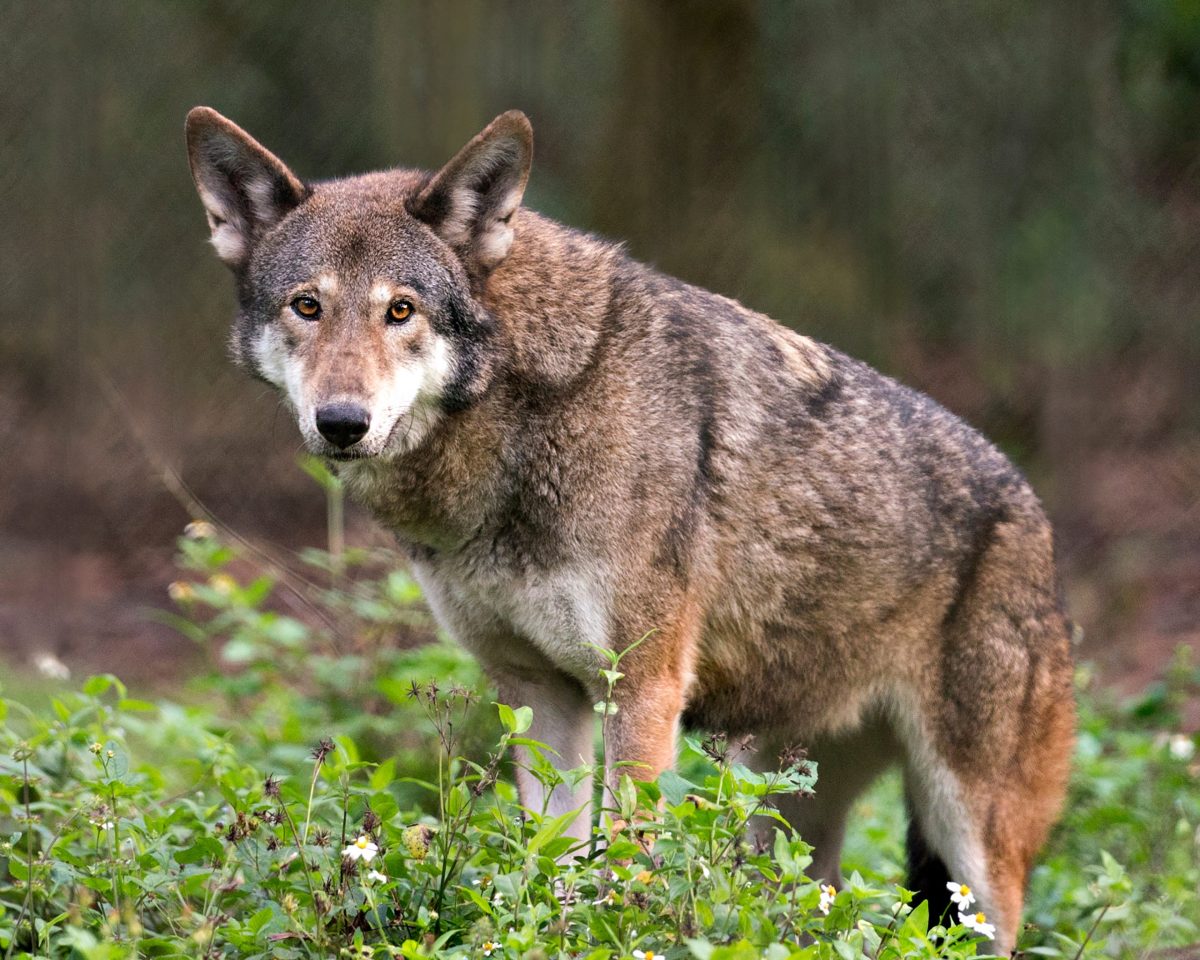 Lobos Rojos en peligro de extinción ante nuevo depredador: los vecinos ...