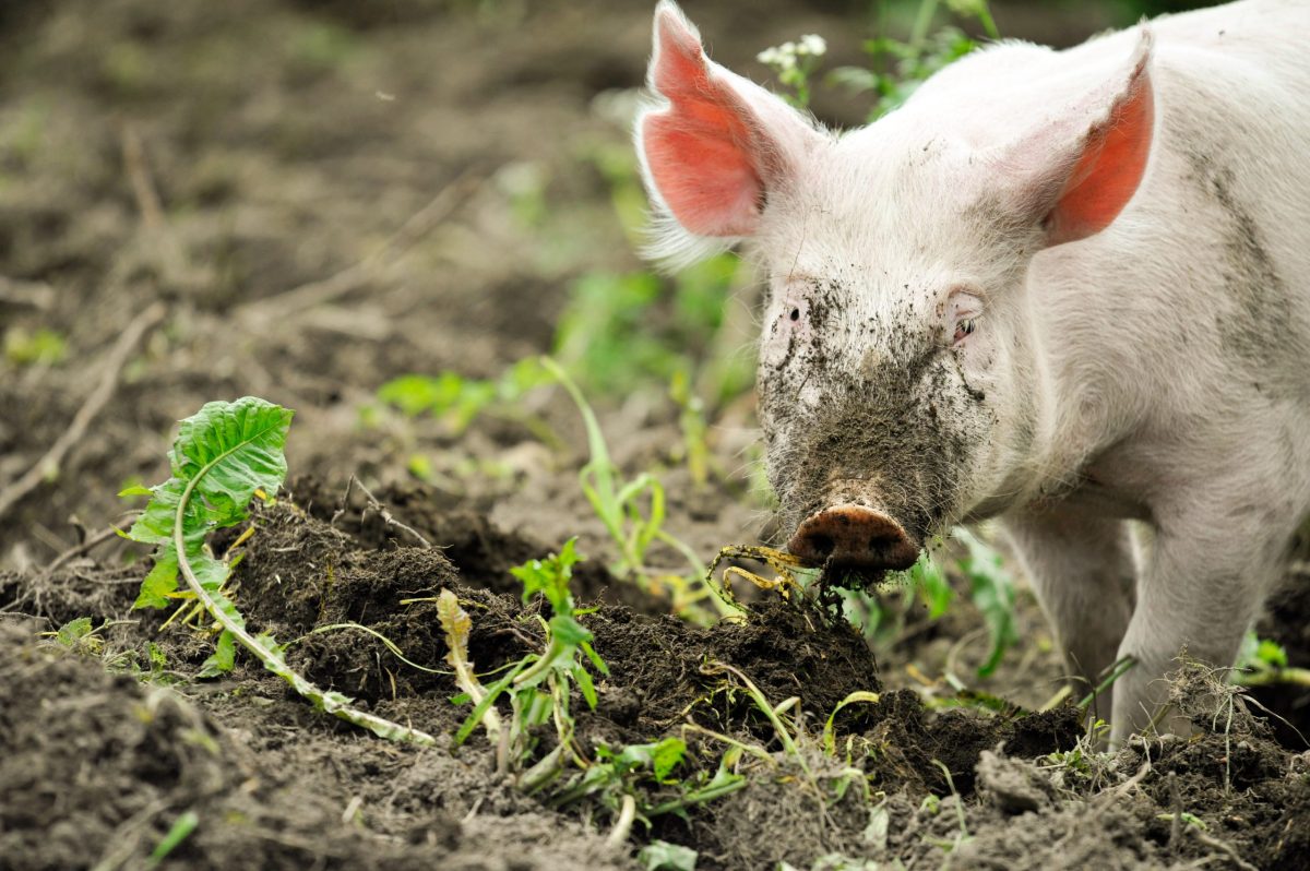 Capturan a cerdo de 400 libras por una ola de “crímenes”: esto dice la ...