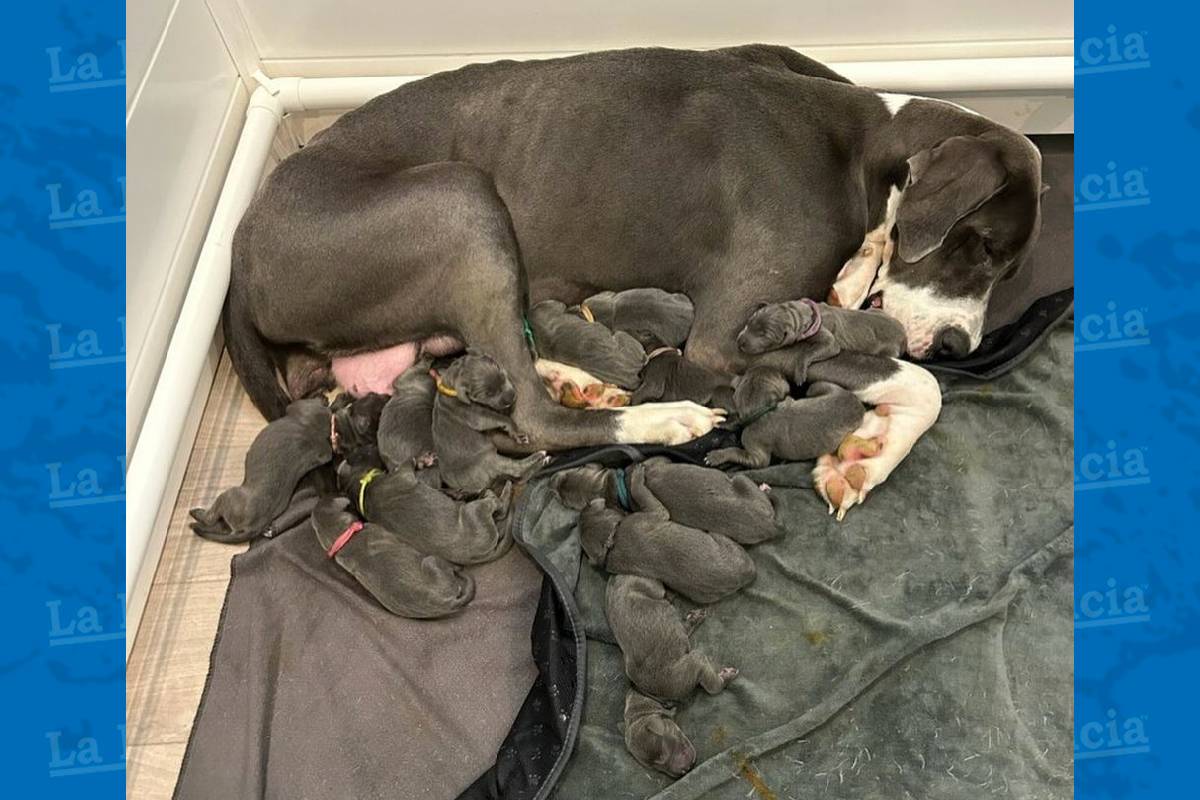 Perrita embarazada es rescatada y da a luz a 15 cachorros - La Noticia