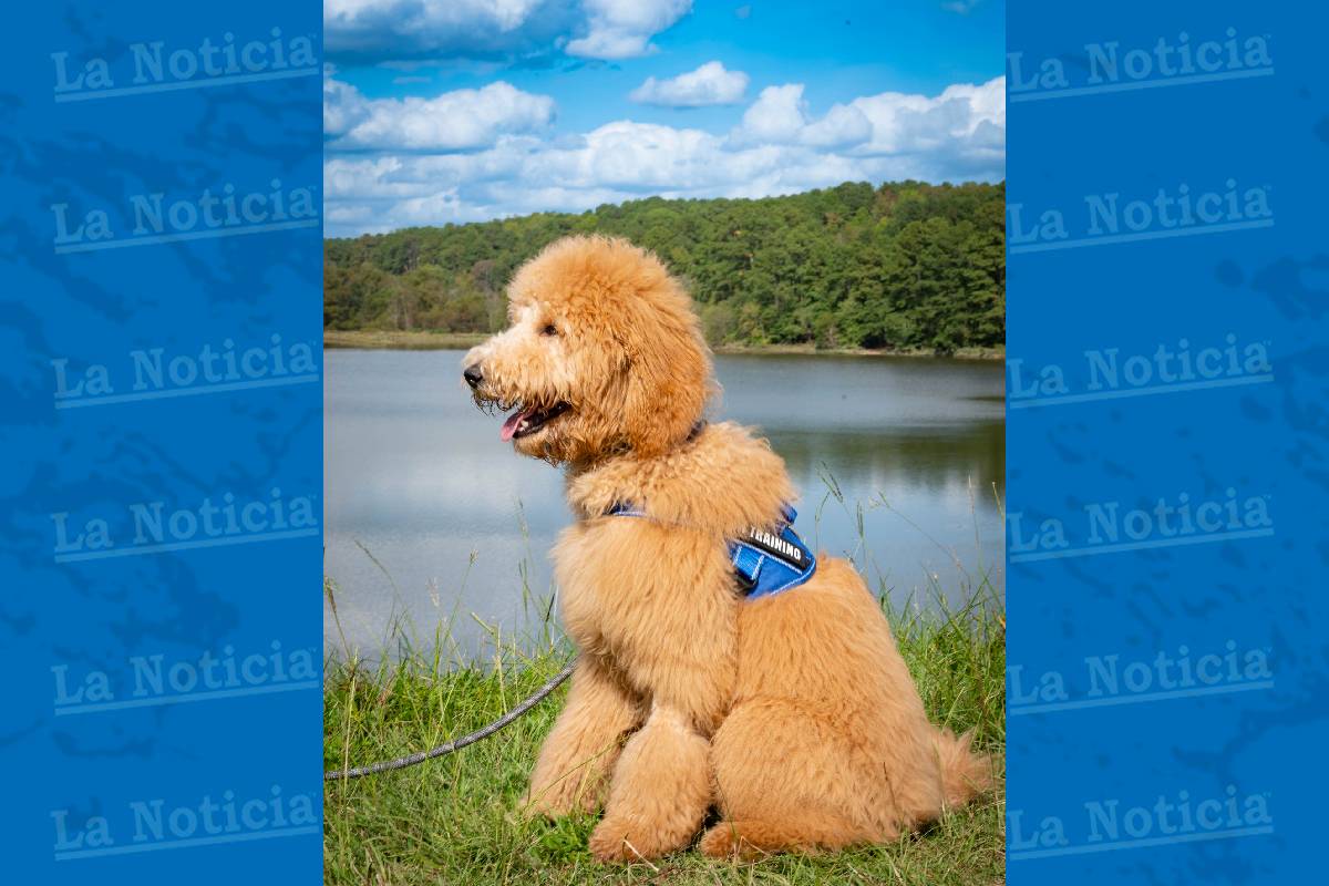 Conoce a Teddy, el primer perro de terapia en la policía de Raleigh ...
