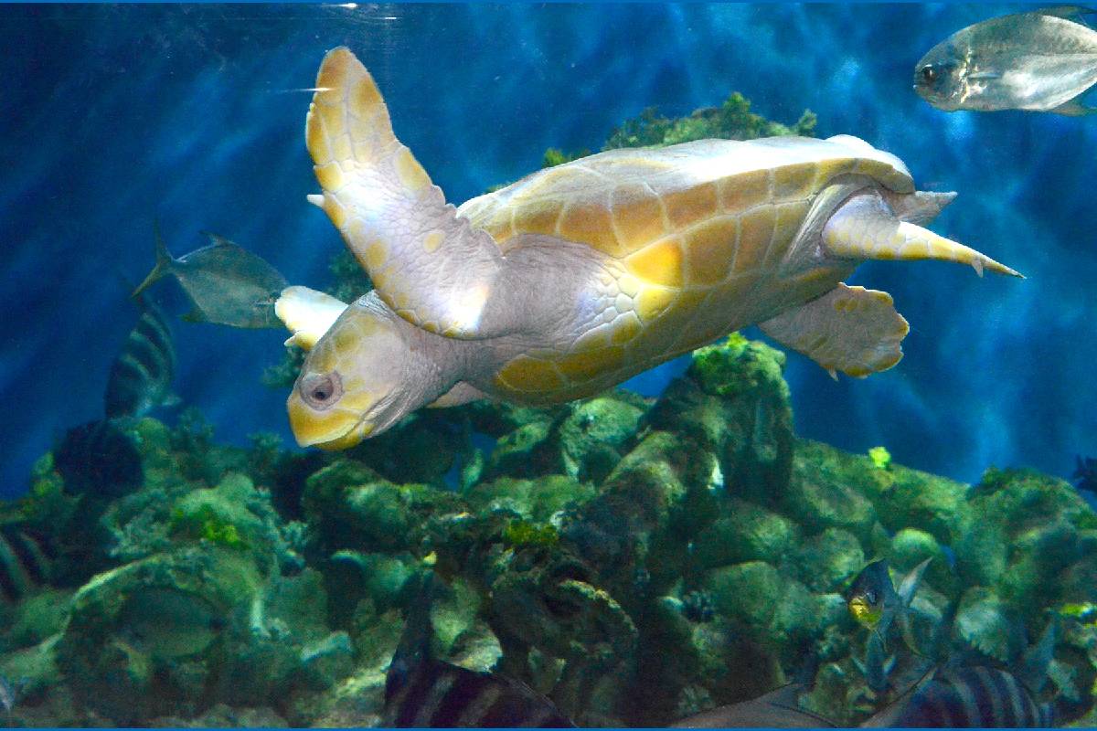 Murió la querida tortuga Nimbus del acuario de NC a los 13 años - La ...