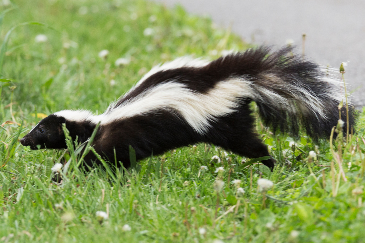 Detectan zorrillo con rabia en Greensboro ¿Qué hacer si te encuentras ...
