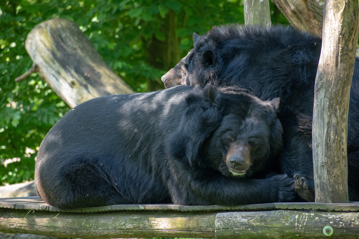 Hombre rompe récord mundial al cazar un oso negro de 780 libras con un ...