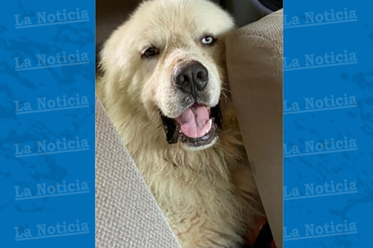 Perro de granja mata a 8 coyotes, protege a sus ovejas y es nominado al ...