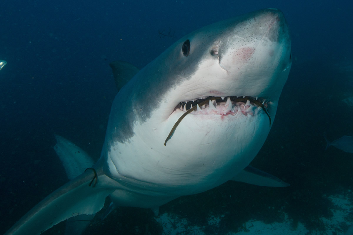 Ataque de tiburón: Mujer latina muere por mordeduras