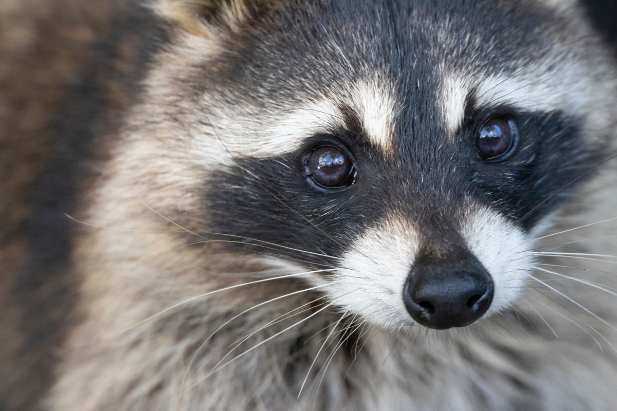 Mapache con rabia fue encontrado en granero de Carolina del Norte ¿Qué ...