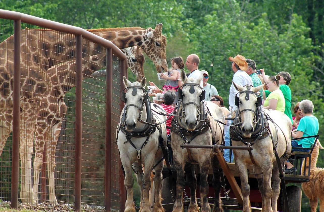 ¡Prohíben alimentar a los animales de Lazy 5 Ranch en auto! Esto pasará ...